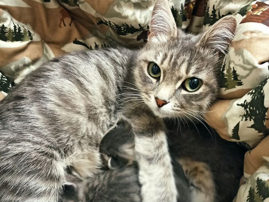 Котенок кошечка котята кошка