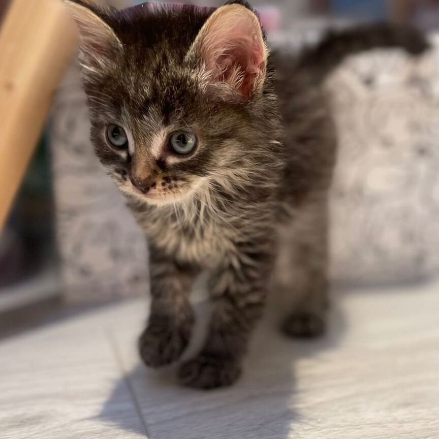 Котёнок в добрые руки