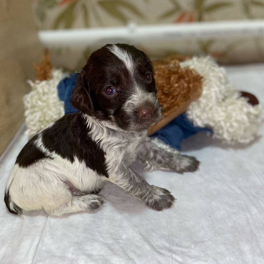 Русский охотничий спаниель, щенок