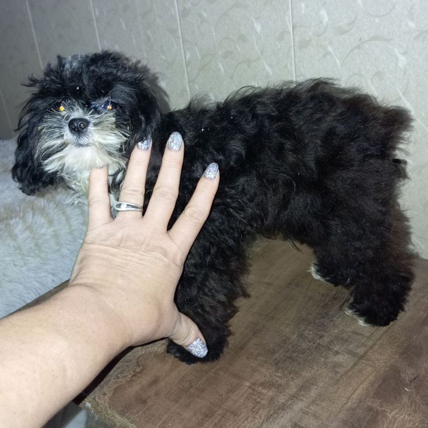 Мальтипу тэдди