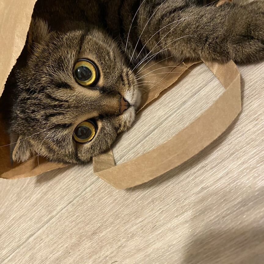 Кошка 2-2,5 года