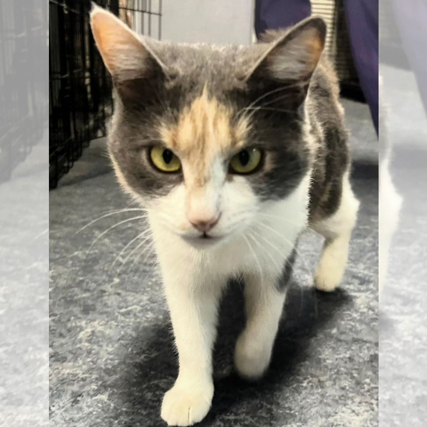 Взрослая, Девочка кошка в добрые руки