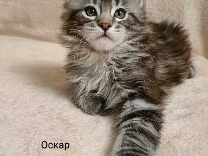 Котята Мейн-кун, с документами и вет. паспортом