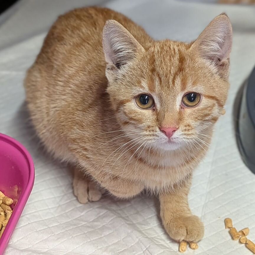 Котёнок в добрые руки