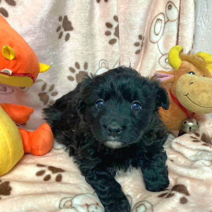 Сладкая булочка Сальма