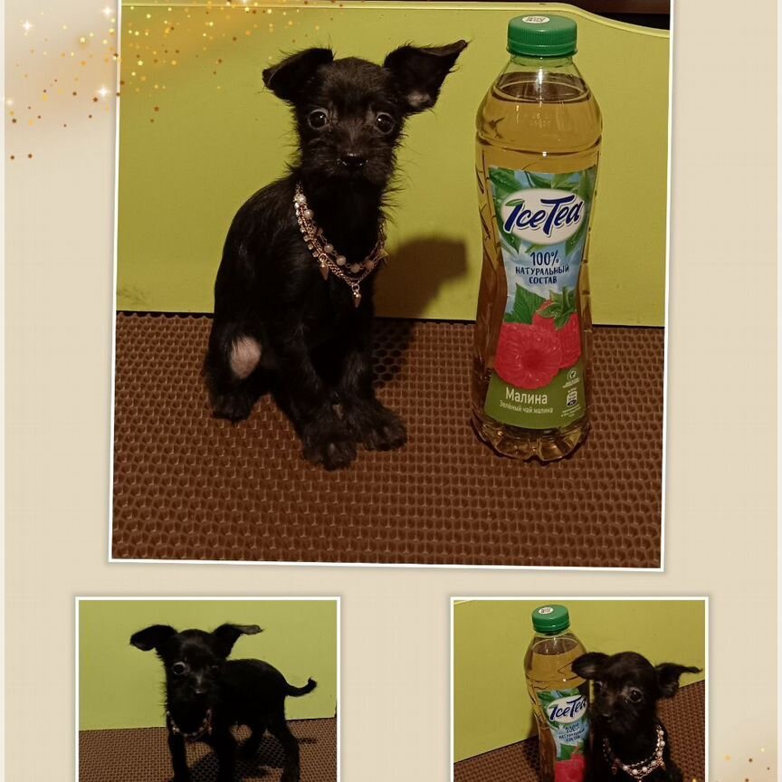 Щенок в добрые руки