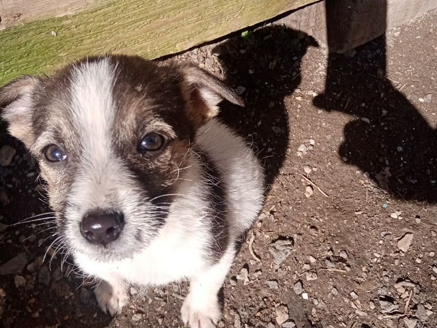 Собака дворяне