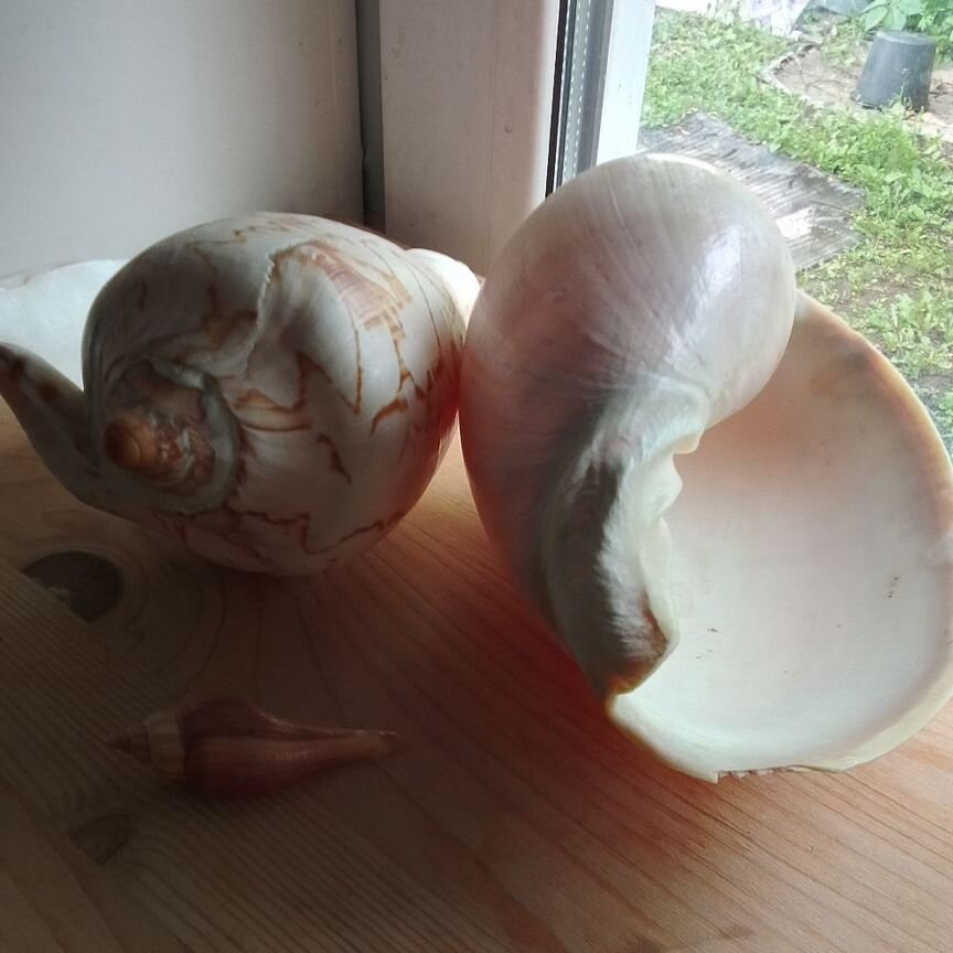 Ракушка морская большая