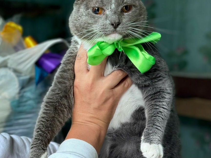 Котик Пират из приюта