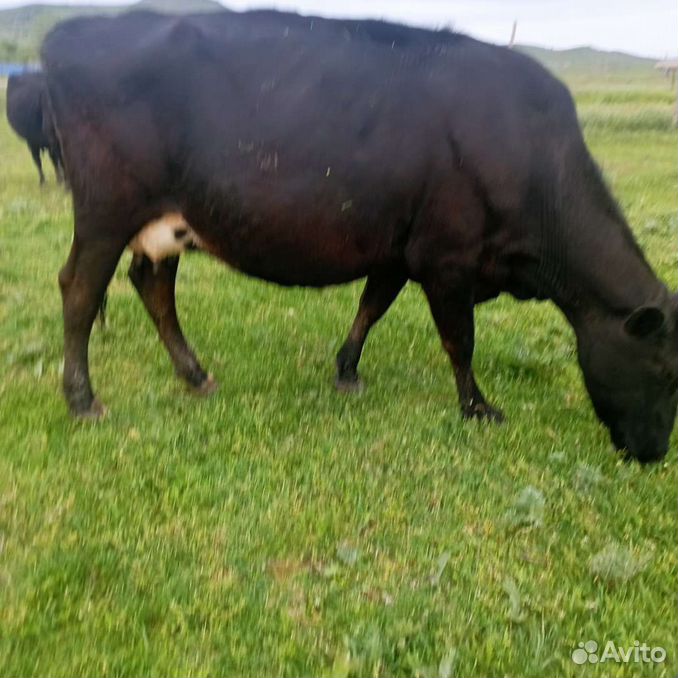 Корова стельная дойная