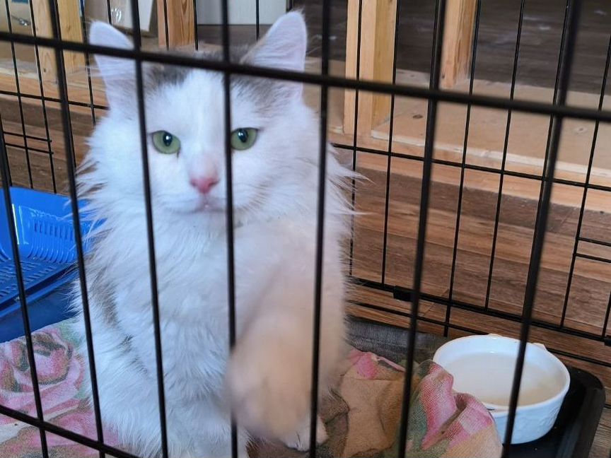 Ласковый и умный котик