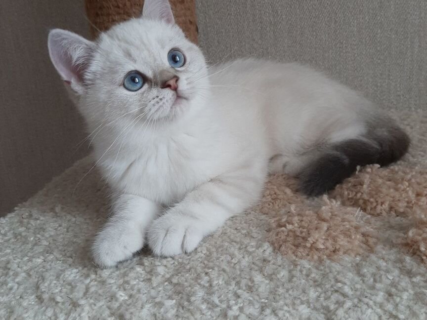 Шотландские котята