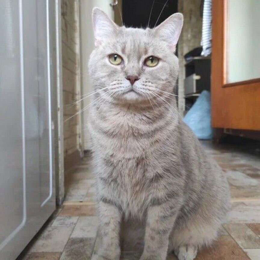 Отдам кота в добрые руки