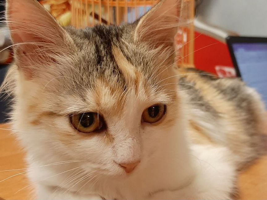 Ласковому и нежному котенку девочке нужен дом