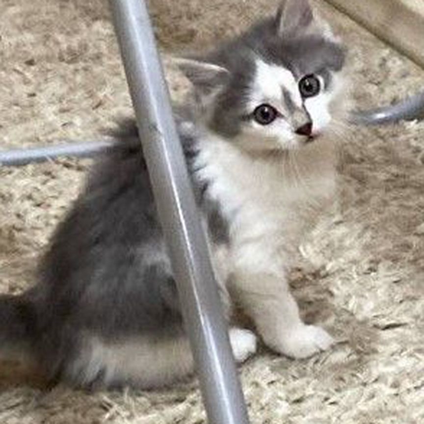 Котёнок в добрые руки