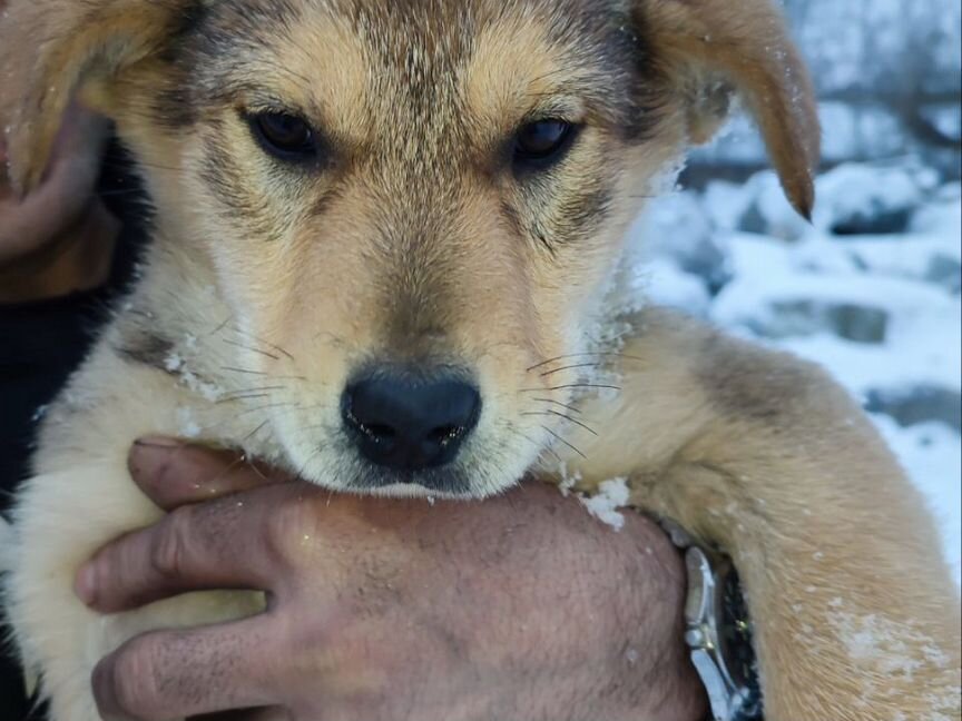 Щенок в добрые руки