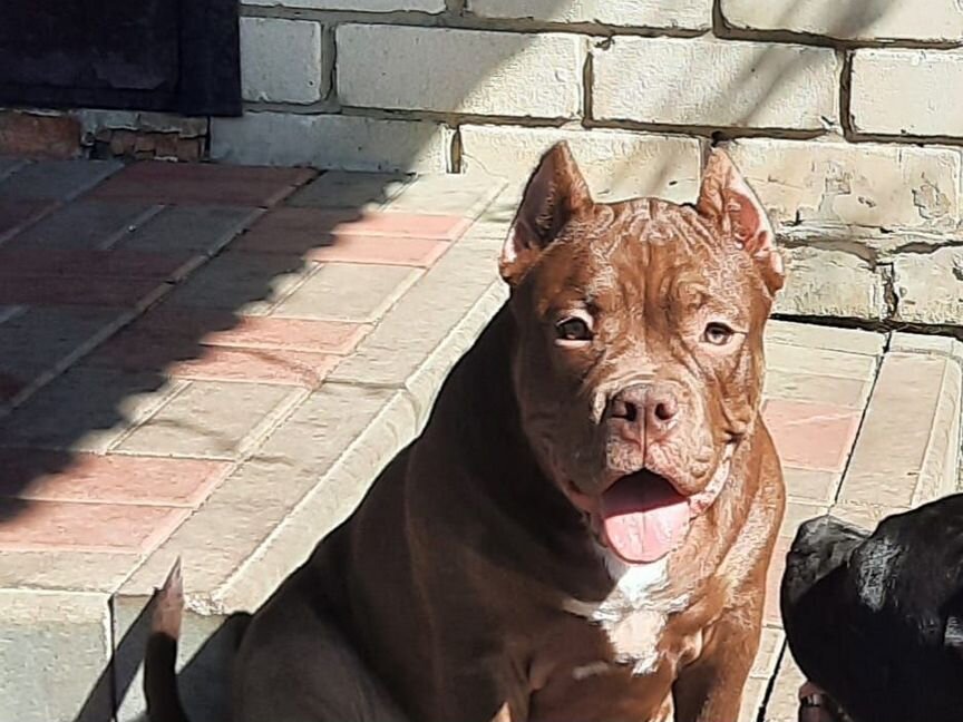 Щенок Американский булли девочка