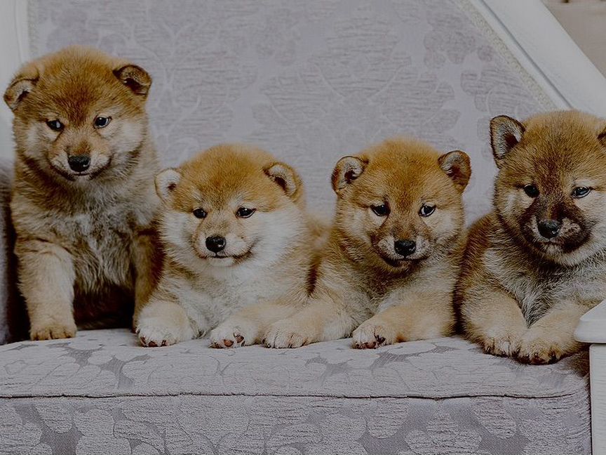 Сиба ину малыши от питомника Фудзисан