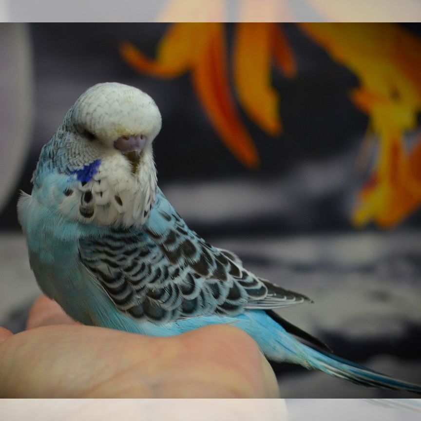 Птенец ввп (чех) носитель чистокрылости