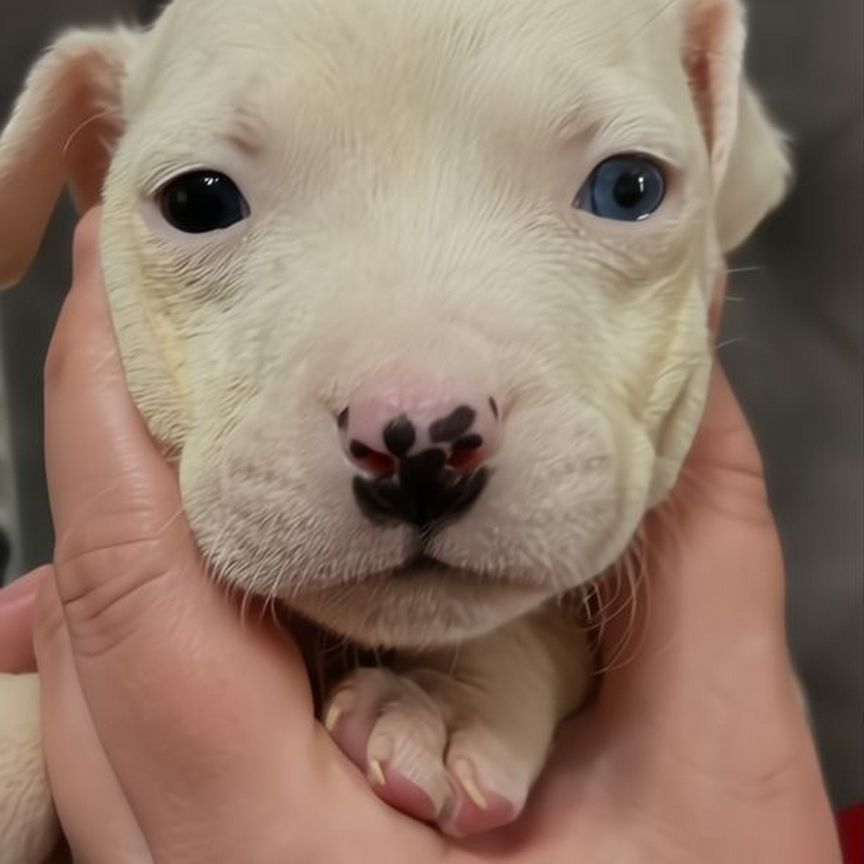 Американский стаффордширский терьер, щенок