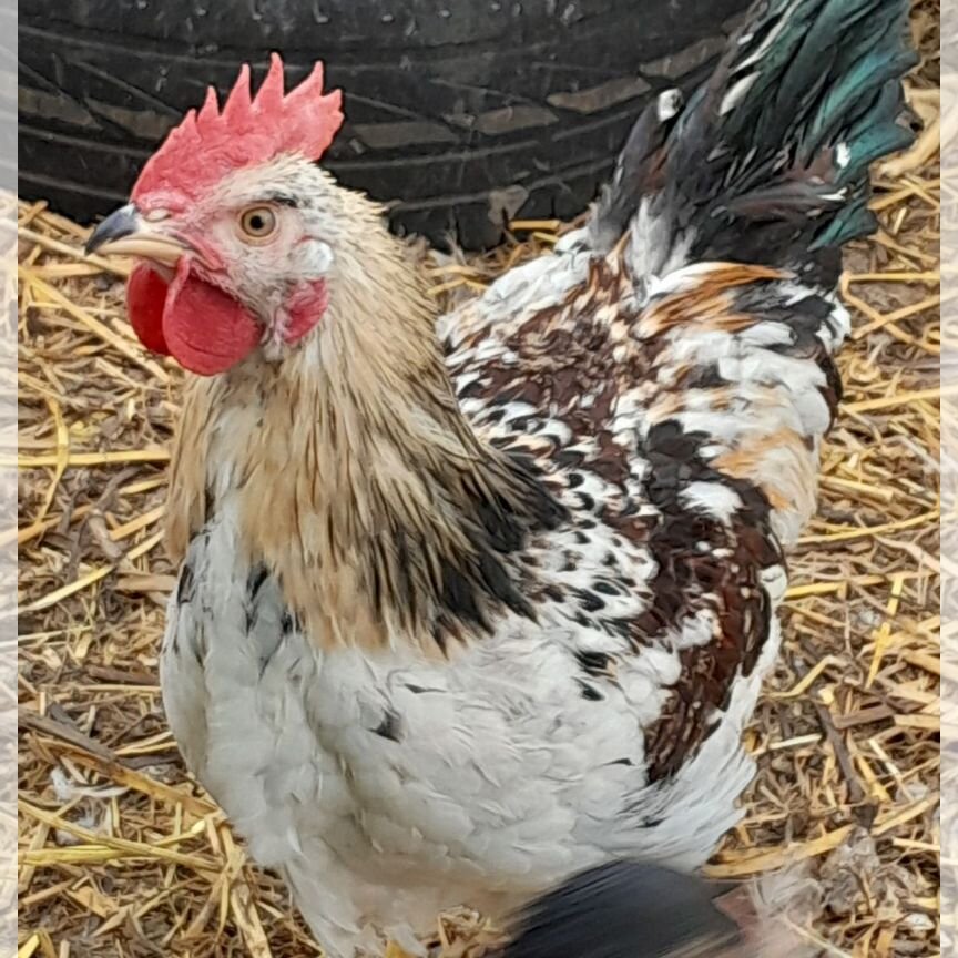 Молодые петушки