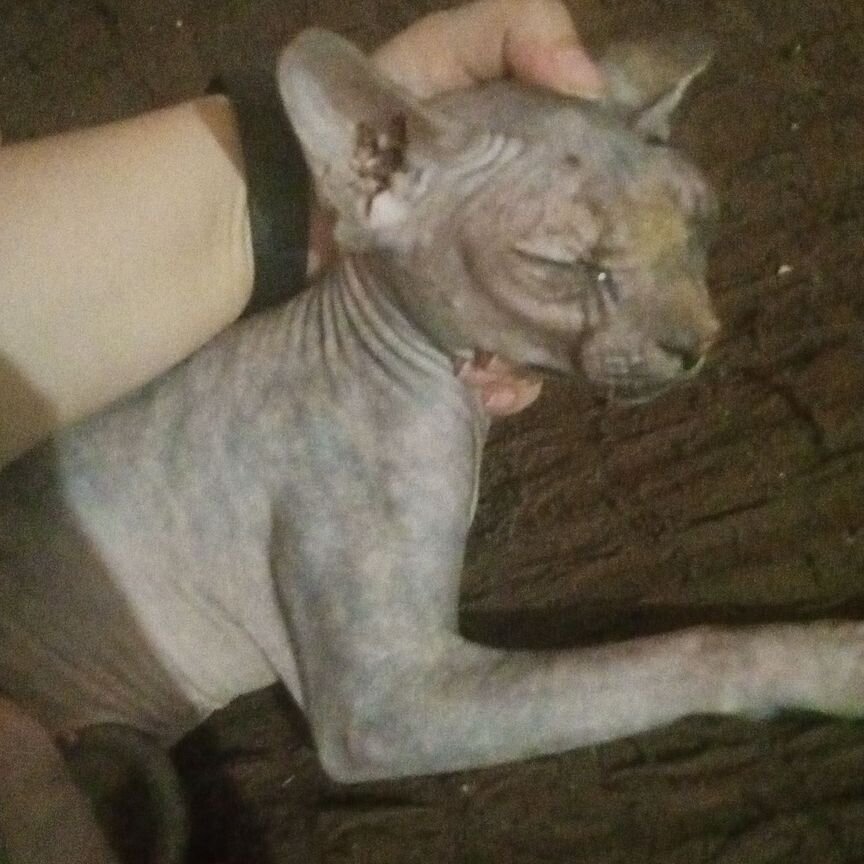 Кошка сфинкс