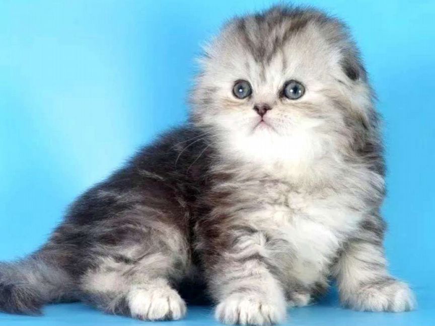 Вислоухие Пуховички) Мраморный окрас