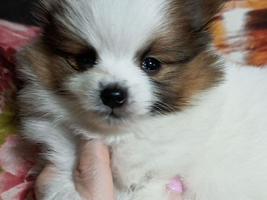 Померанский шпиц девочка