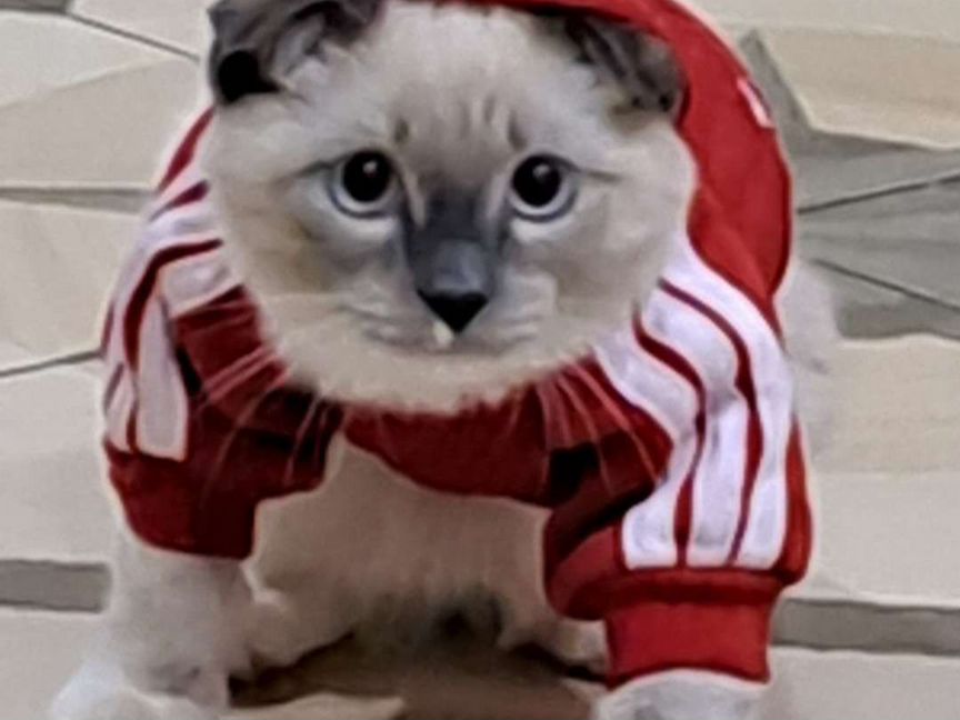 Одежда для собак и кошек