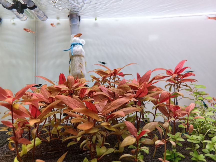 Альтернантера рейнека мини