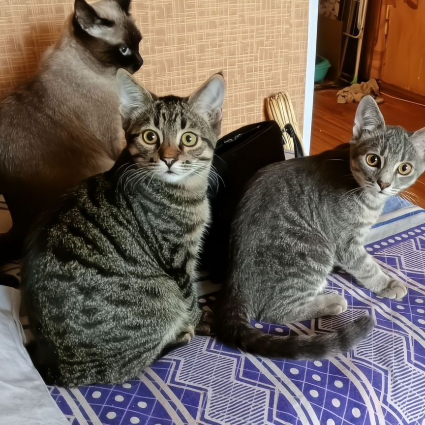 Ориентальный котёнок