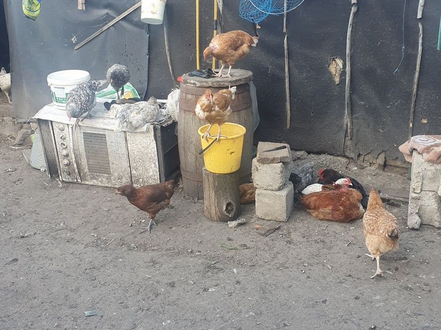 Курочки молодки