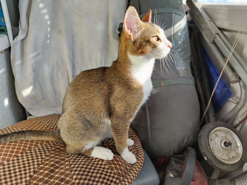 Абиссинская