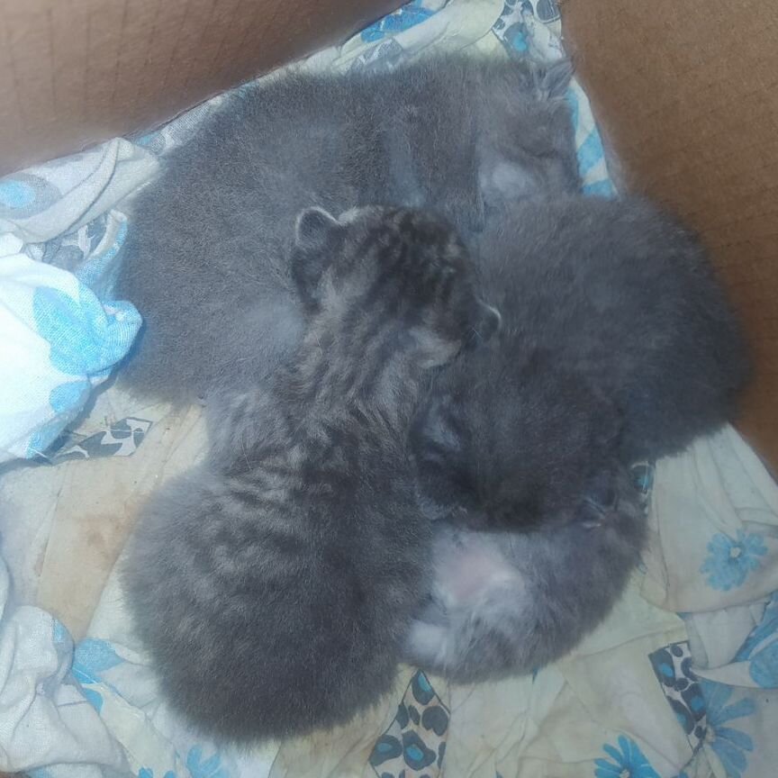 Котята шотландско-британские