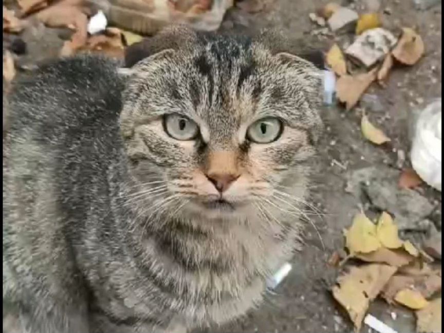Кошка