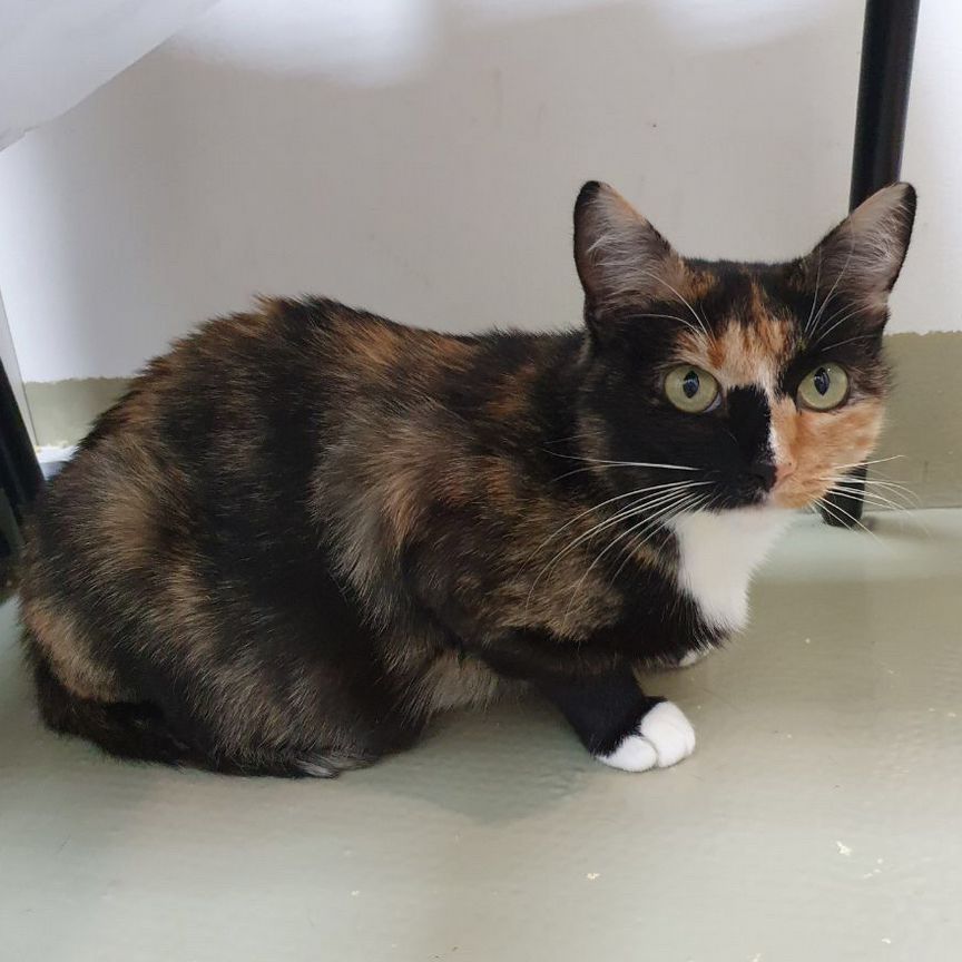 Ласковая кошечка химерного окраса в дар беспл