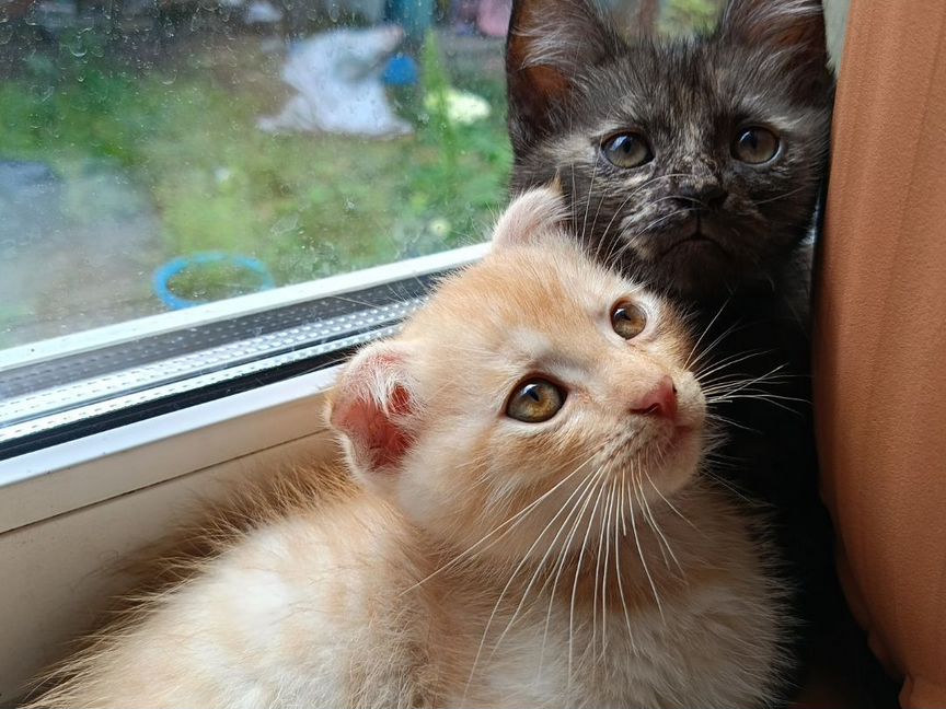 Шатланские котята