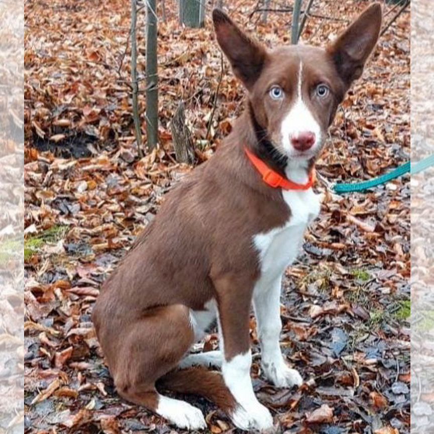 Щенок в добрые руки