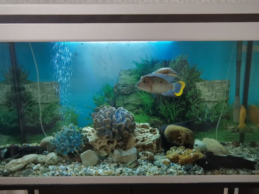 Аквариум 200л