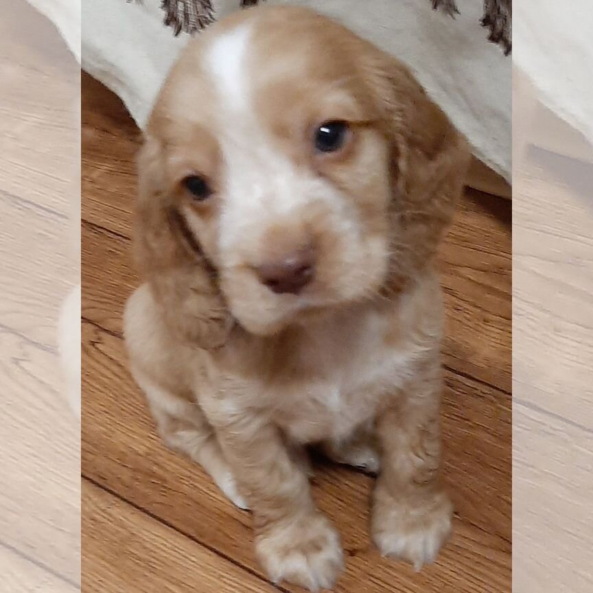 Русский охотничий спаниель, щенок