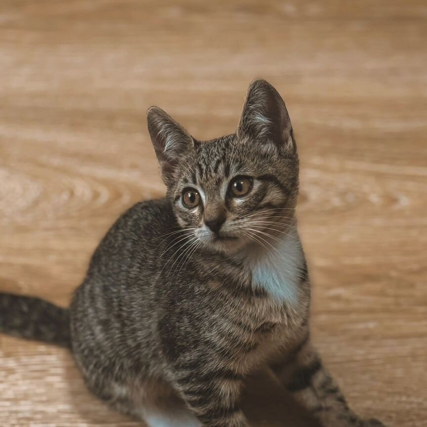 Отдам бесплатно