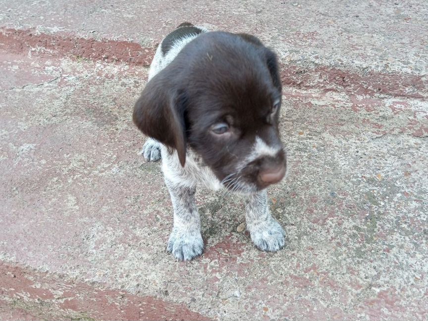 Щенки дратхаара