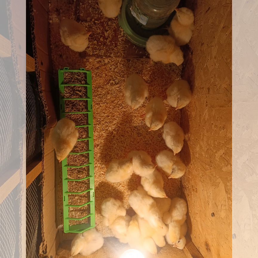 Цыплята бройлеры