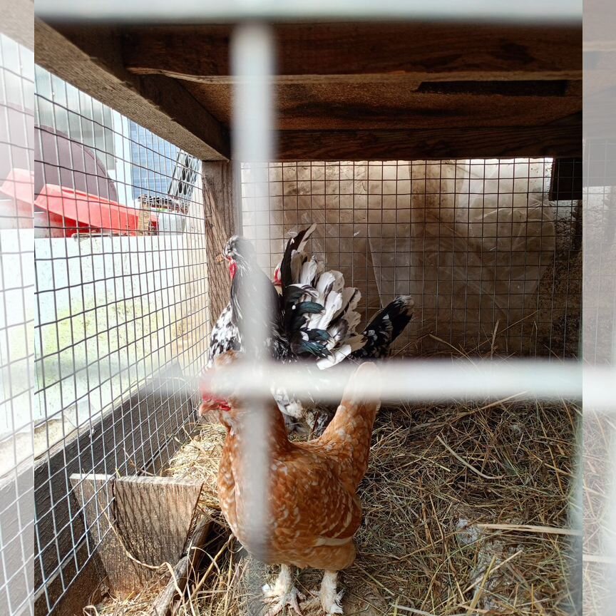 Алтайская бентамка инкубационное яйцо