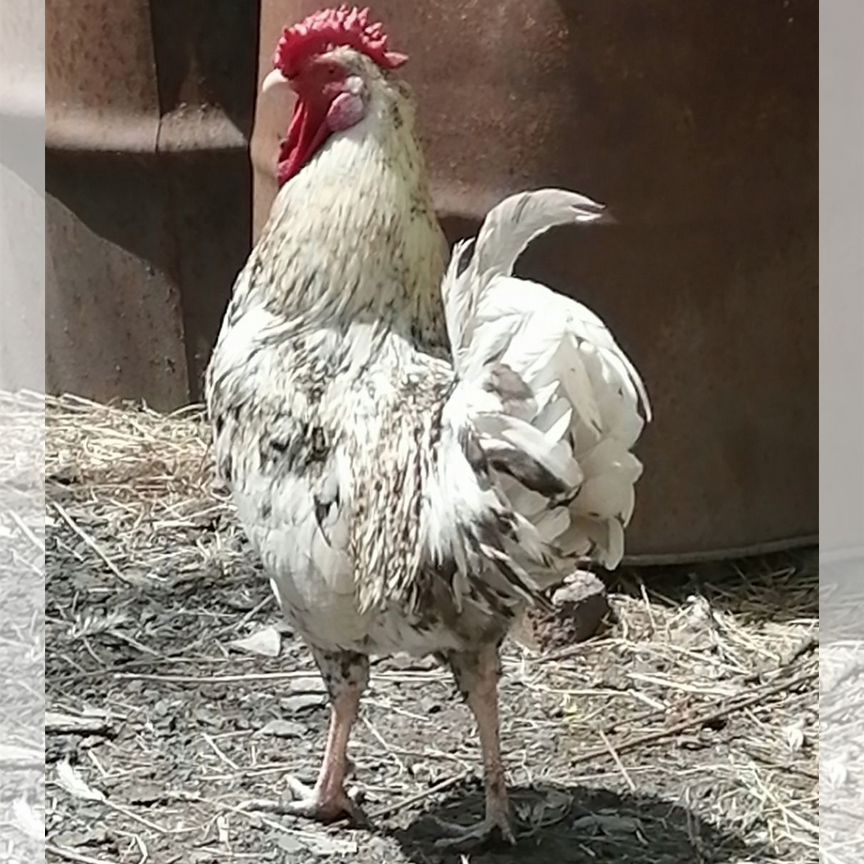 Петух Пушкинский (полукровка)