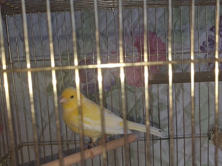 Продам канарейку и африканского воробья