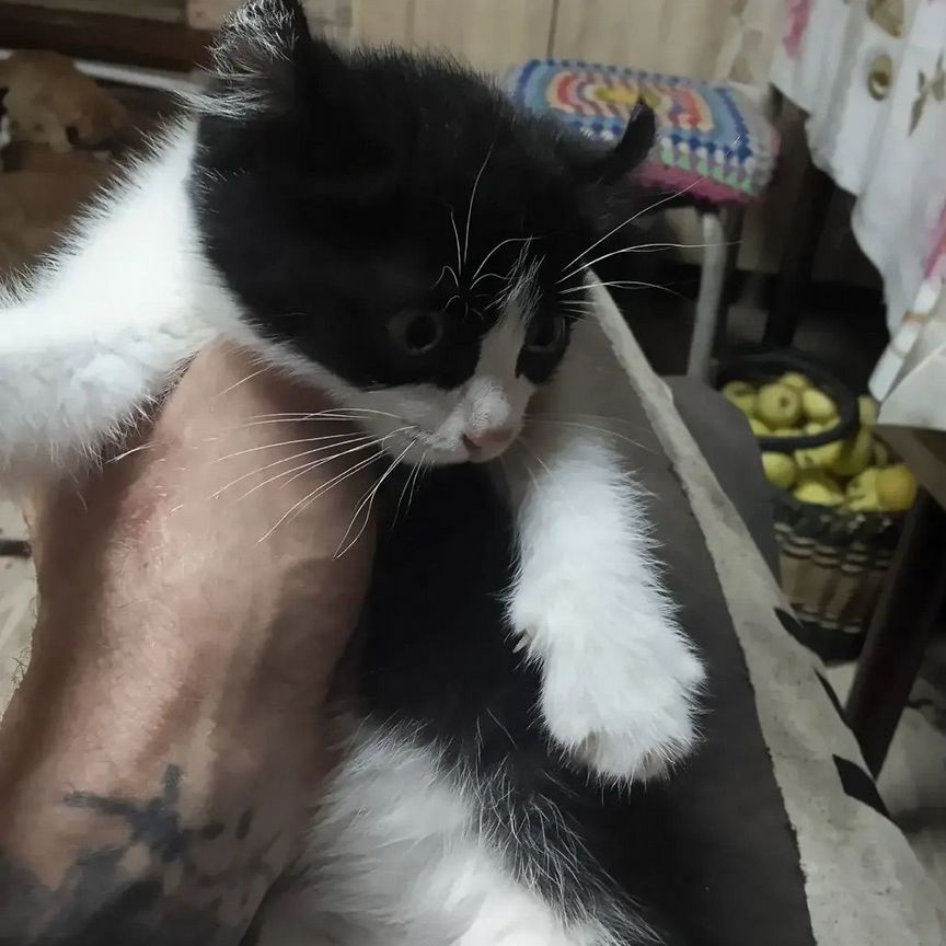 Котята в добрые руки бесплатно девочки