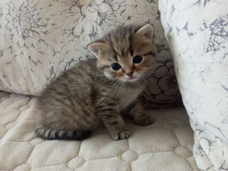 Шотландские плюшевые котята. Золотая шиншилла