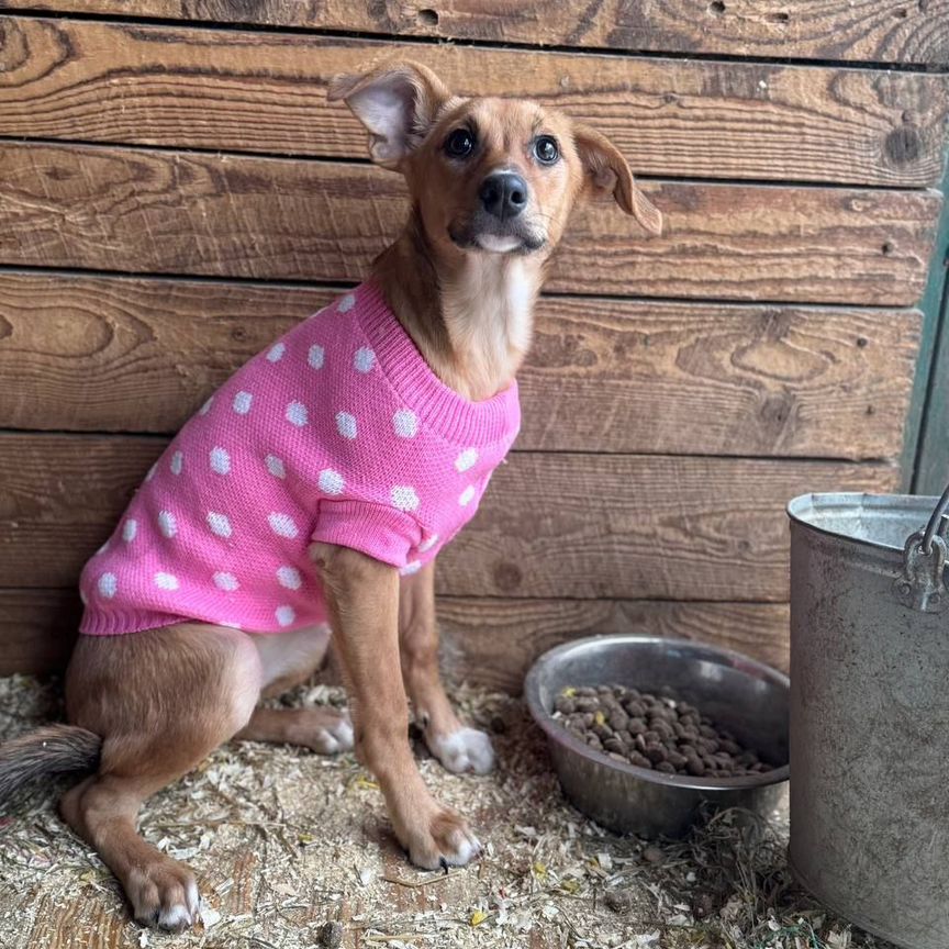 Щенок в добрые руки