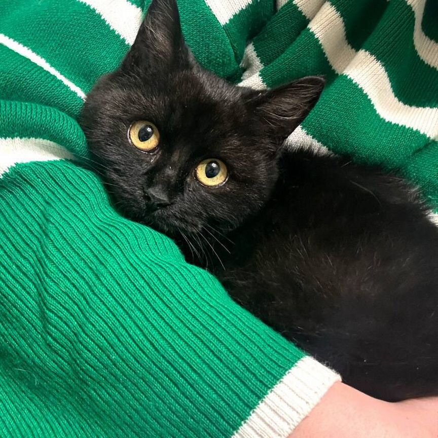 Котёнок в добрые руки